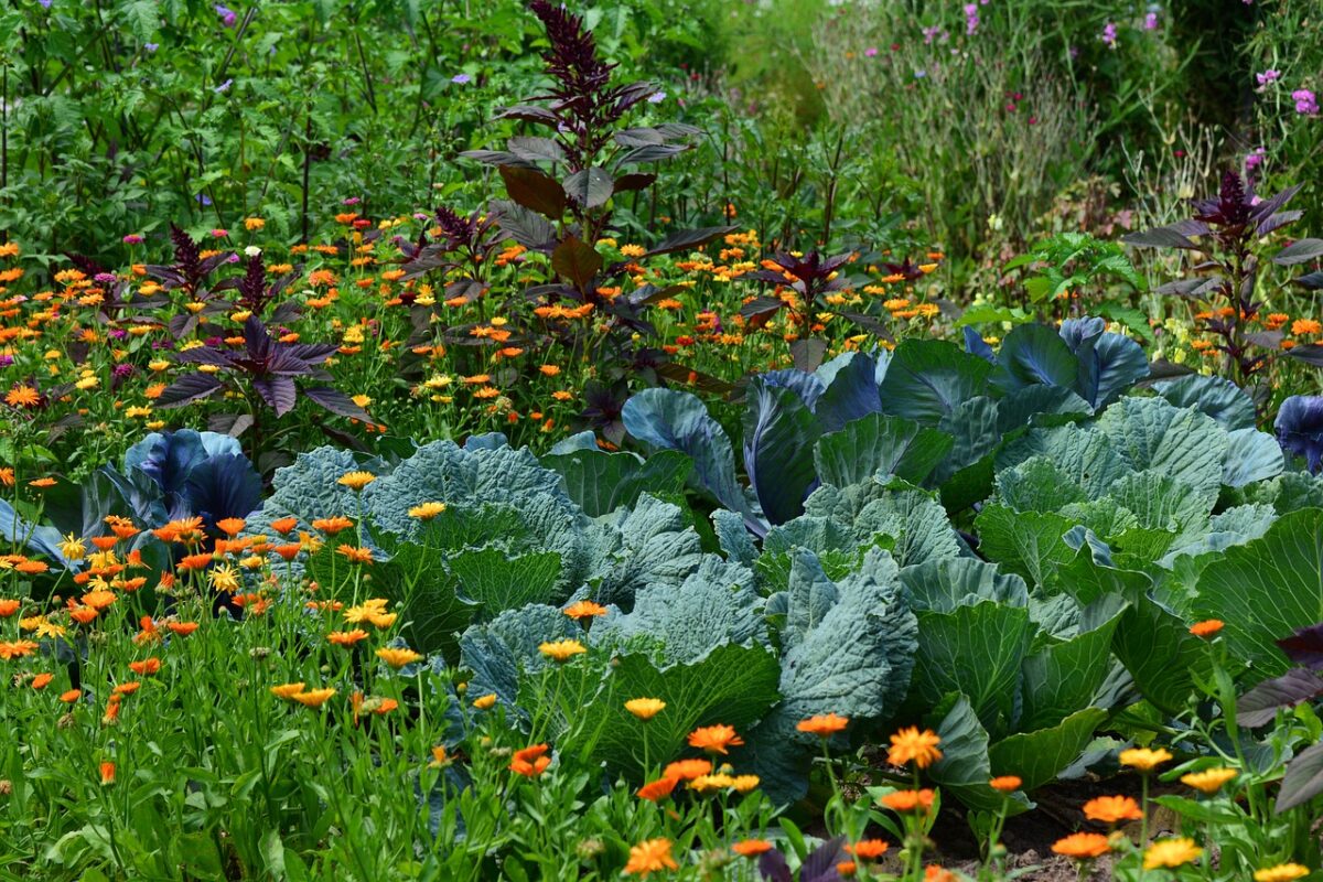 Photo Jardin De Curé